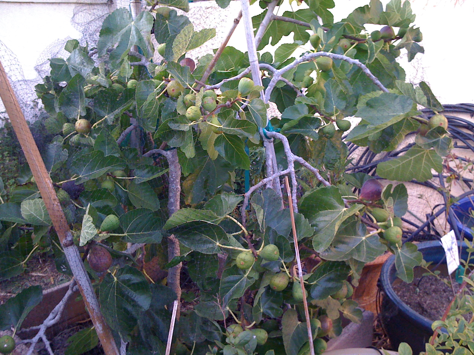 Kumquat, Sugar and Pixels: Fruit of the Month - Black Jack Figs