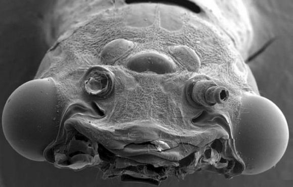 Once upon the Rainy Day: Life Under The Electron Microscope