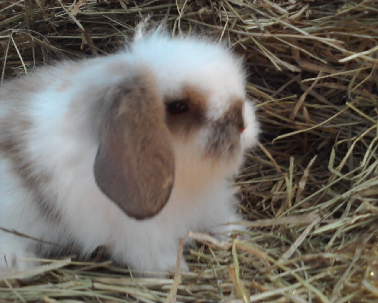 COELHÁRIO ENCHANTRESS ***MINI COELHOS***: FILHOTES MINI LION HEAD E ...