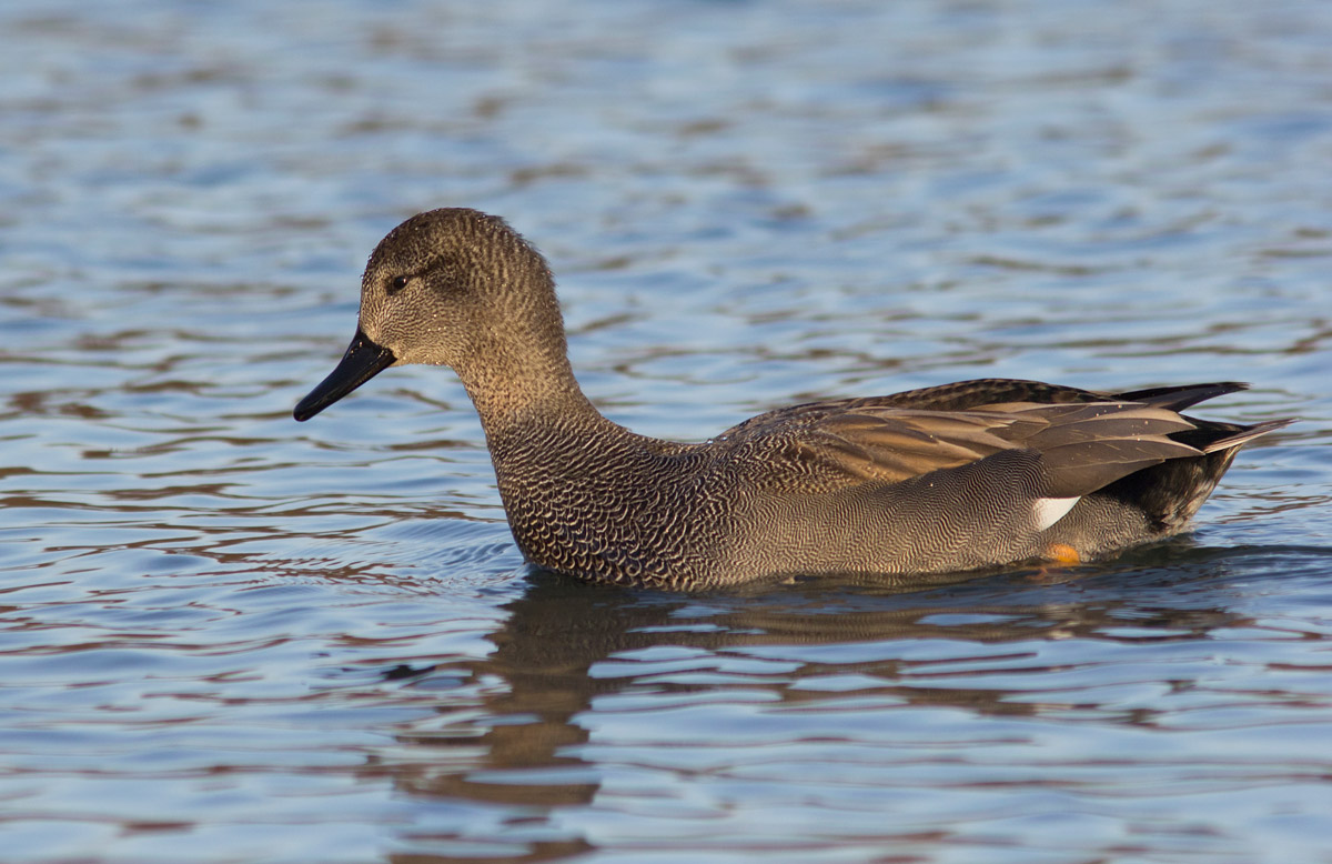 Weedon's World of Nature: Drake Gadwall