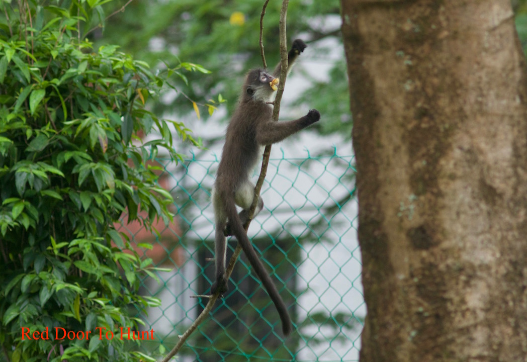 RED Door To Hunt: Lotong Chenekeh ~ White-thighted Surili ~ Presbytis ...