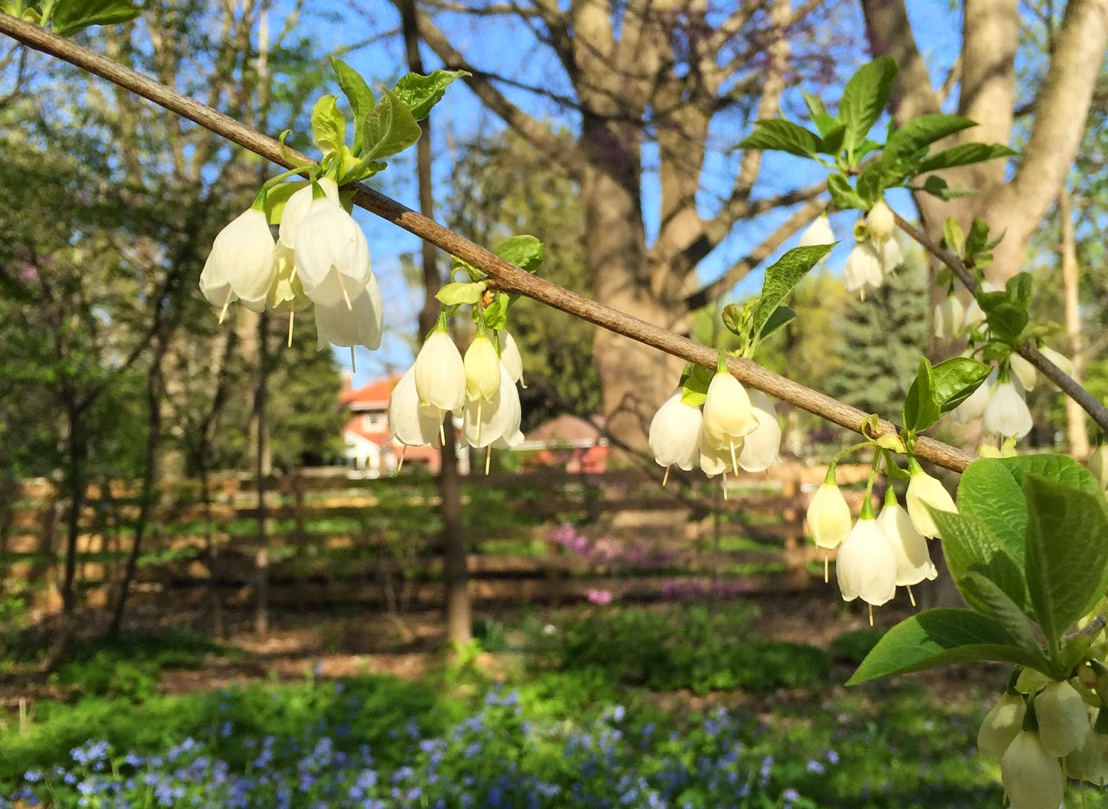The Phytophactor: Friday Fabulous Flower - Silverbell tree