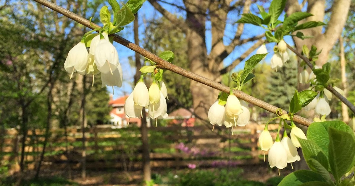The Phytophactor: Friday Fabulous Flower - Silverbell tree