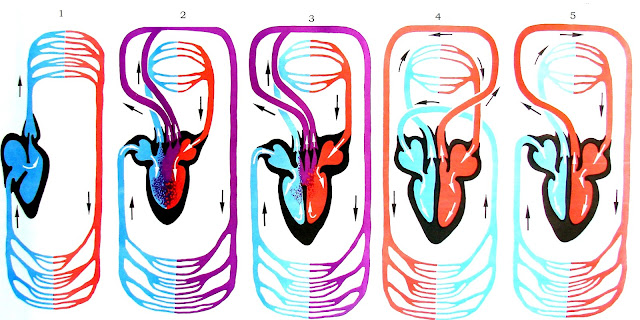 BIO-LOGIA: ANYAGSZÁLLĺTÁS AZ ÁLLATOKNÁL. NYITOTT ÉS ZÁRT KERINGÉSI ...