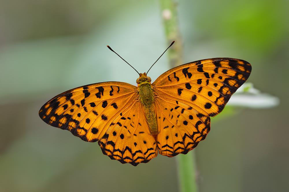 Phalanta phalantha | BugsAlive