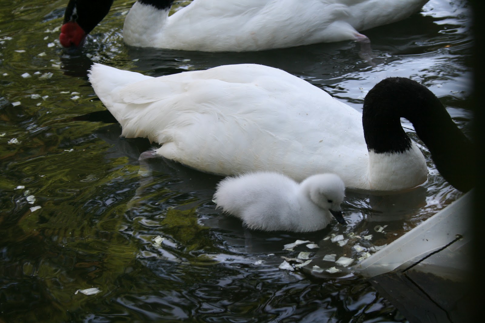 Birdland Park and Gardens: New Arrival - Cygnet Joy for Black Necked Swans