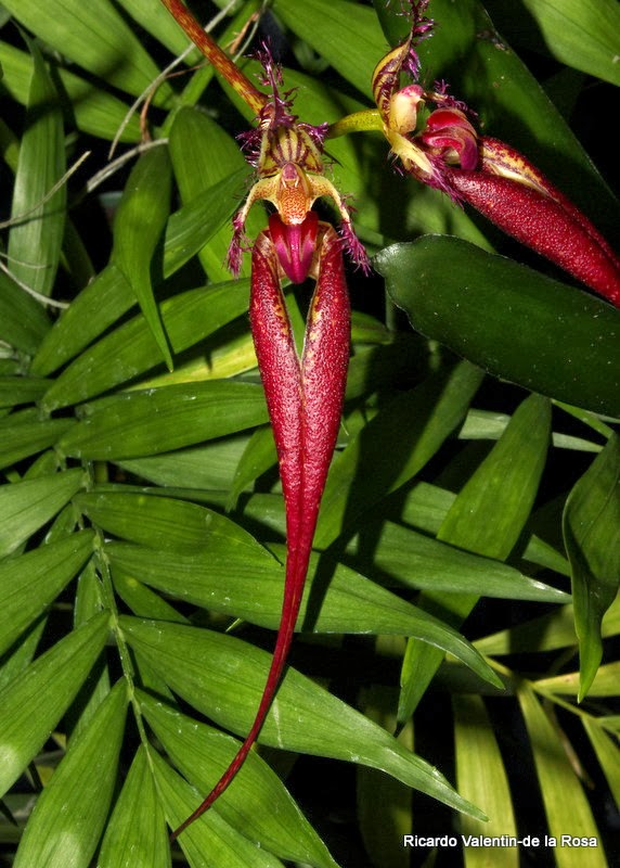 Ricardo's Blog, : Bulbophyllum Doris Dukes (Bulb. fascinator x Bulb ...