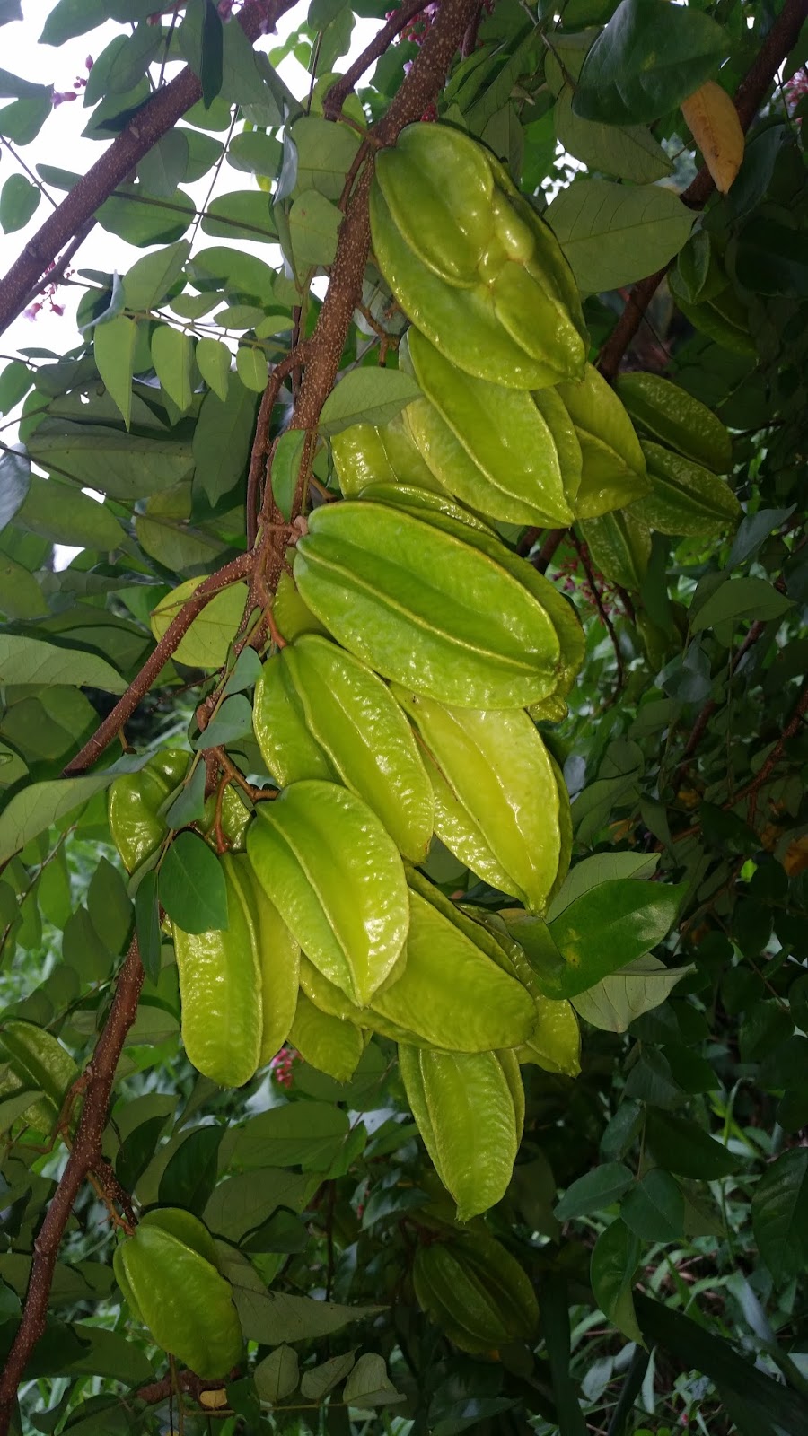 Warisan Petani: Pokok belimbing Besi.