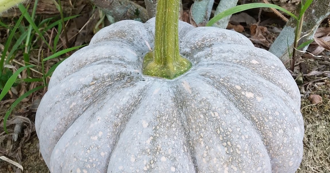 Warisan Petani: Pokok Labu Manis