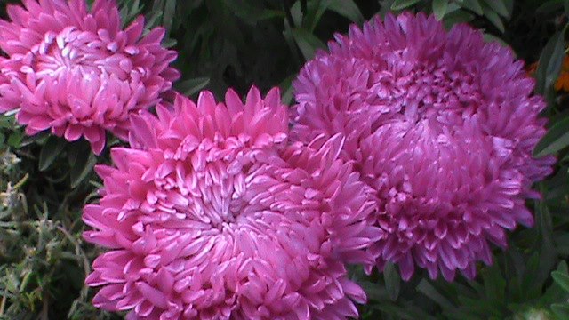 Снимки – Био Инженеринг Ефективни микроорганизми , най-добрите ...