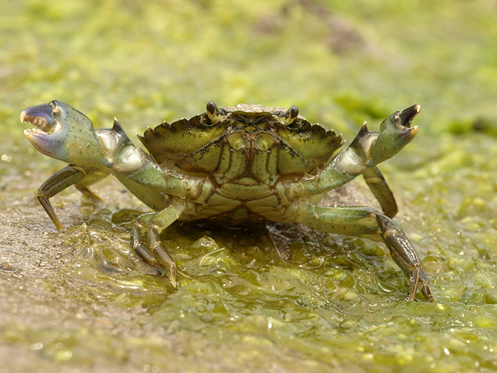 naturaleza en La Villa: Fin de semana en Misiegu