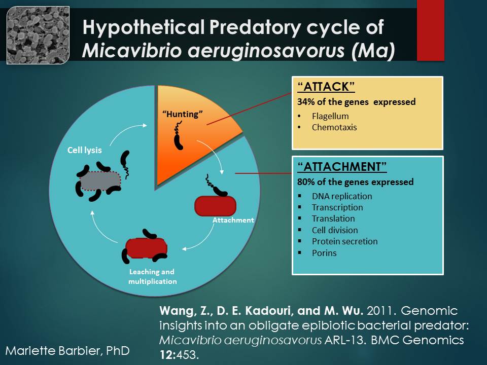 Predatory Bacteria- Alternative to Antibiotics??