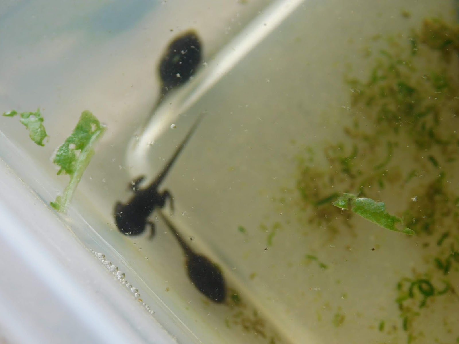 100 Days of Science #33-- Raising Tadpoles