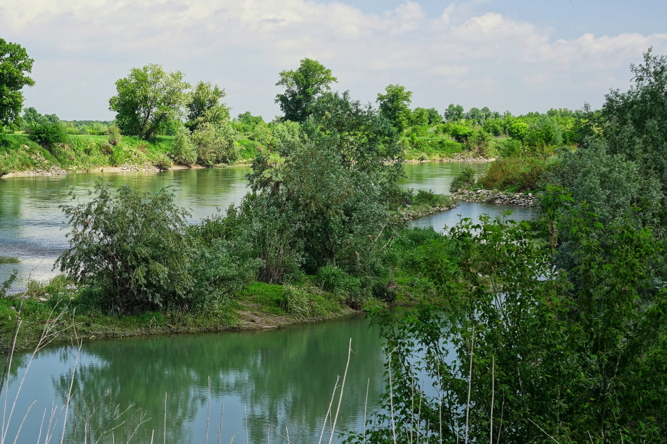 __alpFlyFishing: Kalifornijska pastrva u Savi pokraj Zagreba