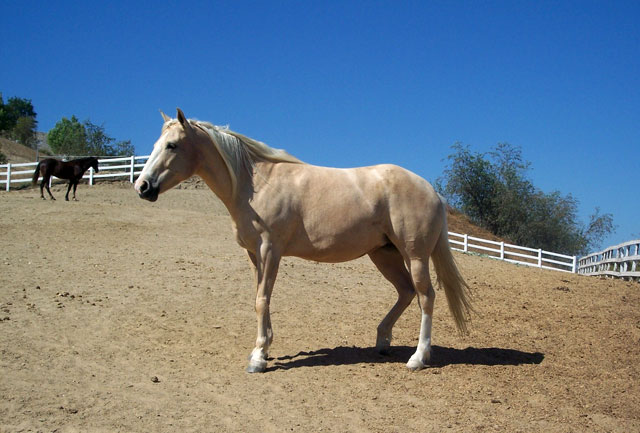 The World of Horses: Reading a horses body language
