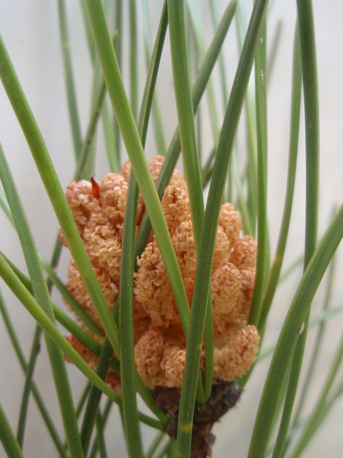 HERBARIO VIRTUAL DE BANYERES DE MARIOLA Y ALICANTE: Pinus pinaster ...