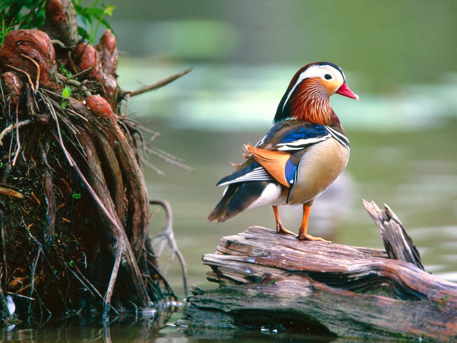 Mandarin Duck - Pets