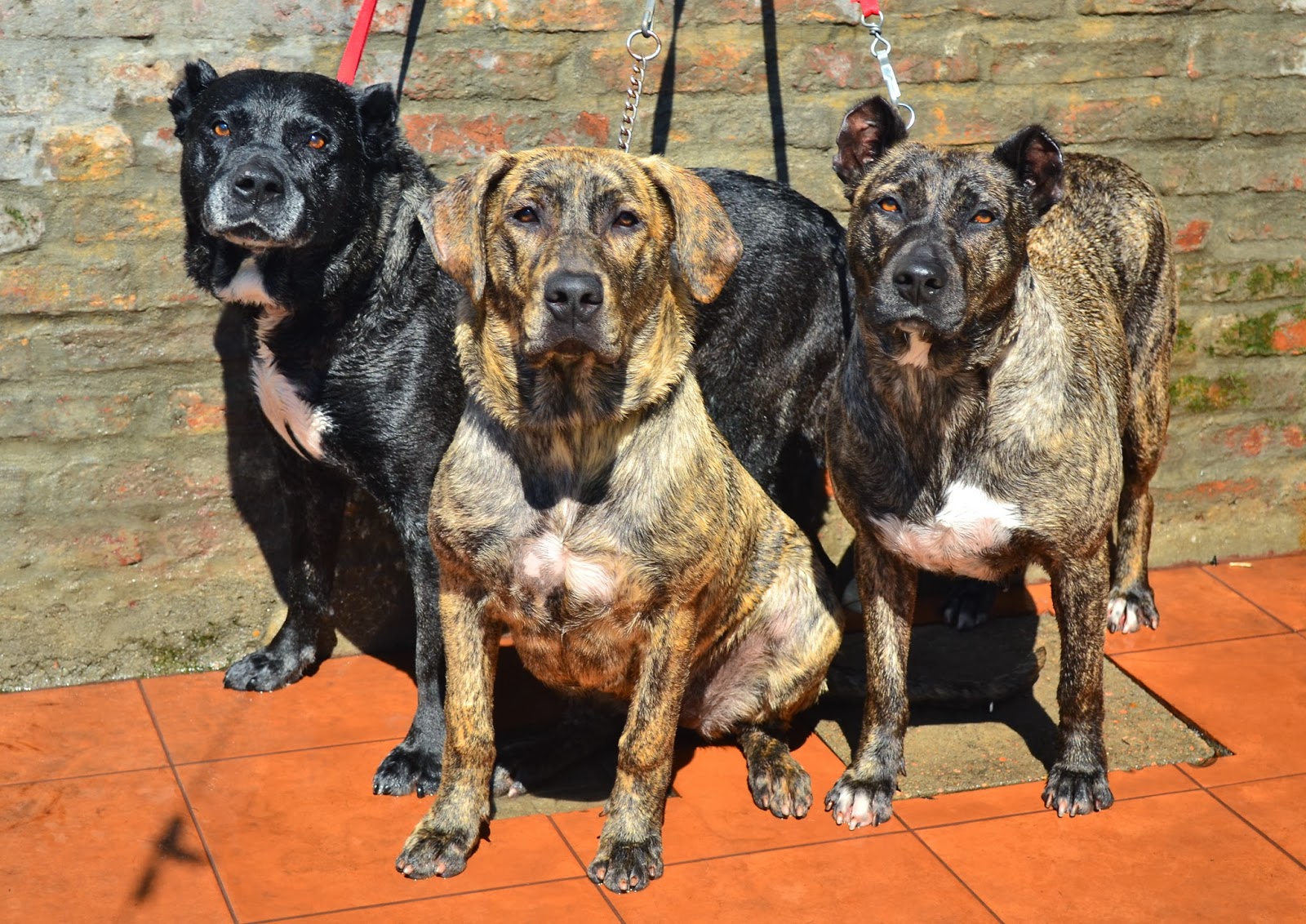 PONCHO BLANCO Criadero de Cimarron Uruguayo
