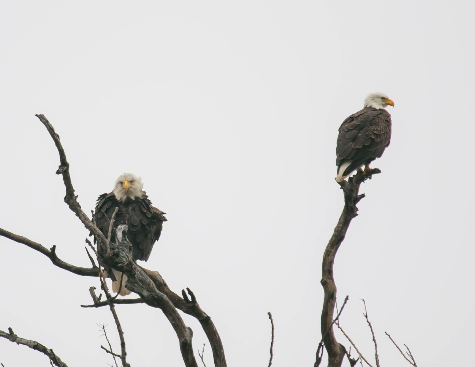 JF Hogan Photography: January 2017