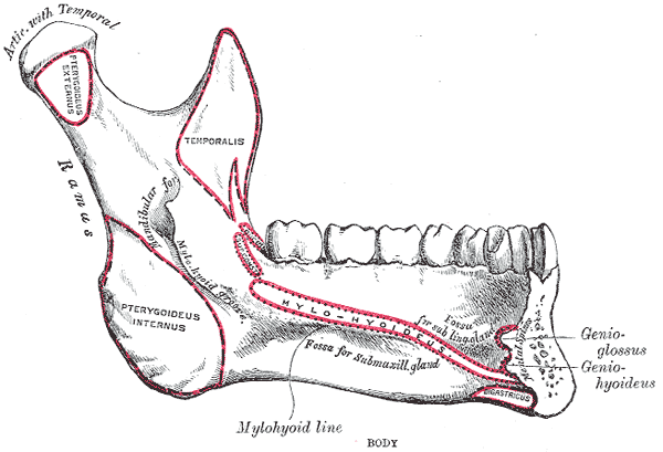 New Voice, New Career: Anatomy and Physiology Series: Mandibular ...