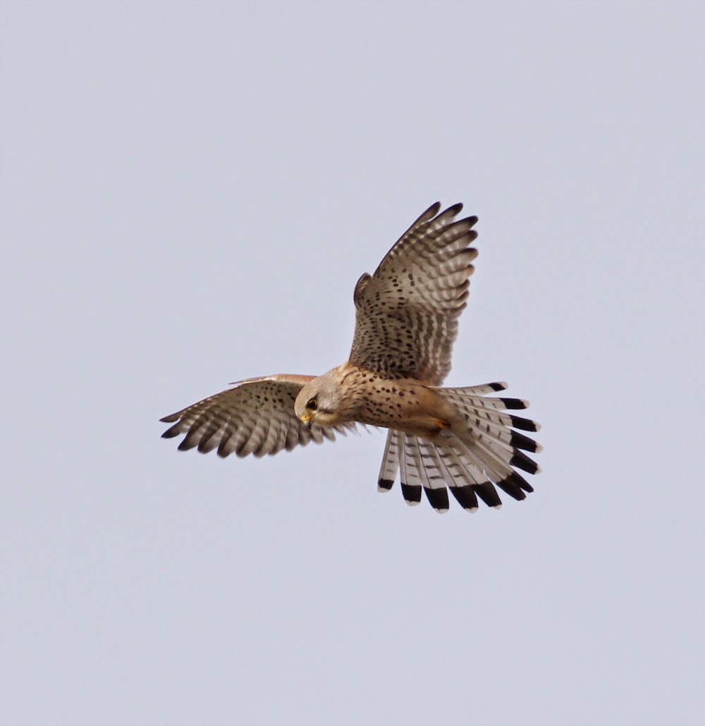 Another Bird Blog: Back Again Birding