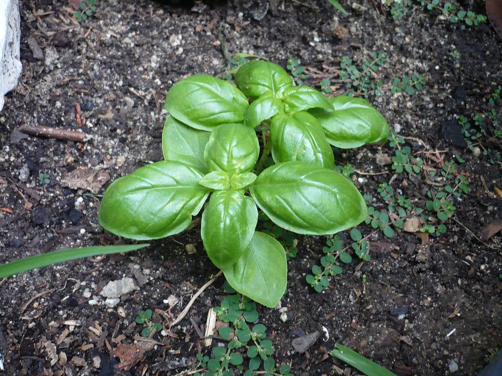 Producciones Alternativas: Cultivo de la Albahaca