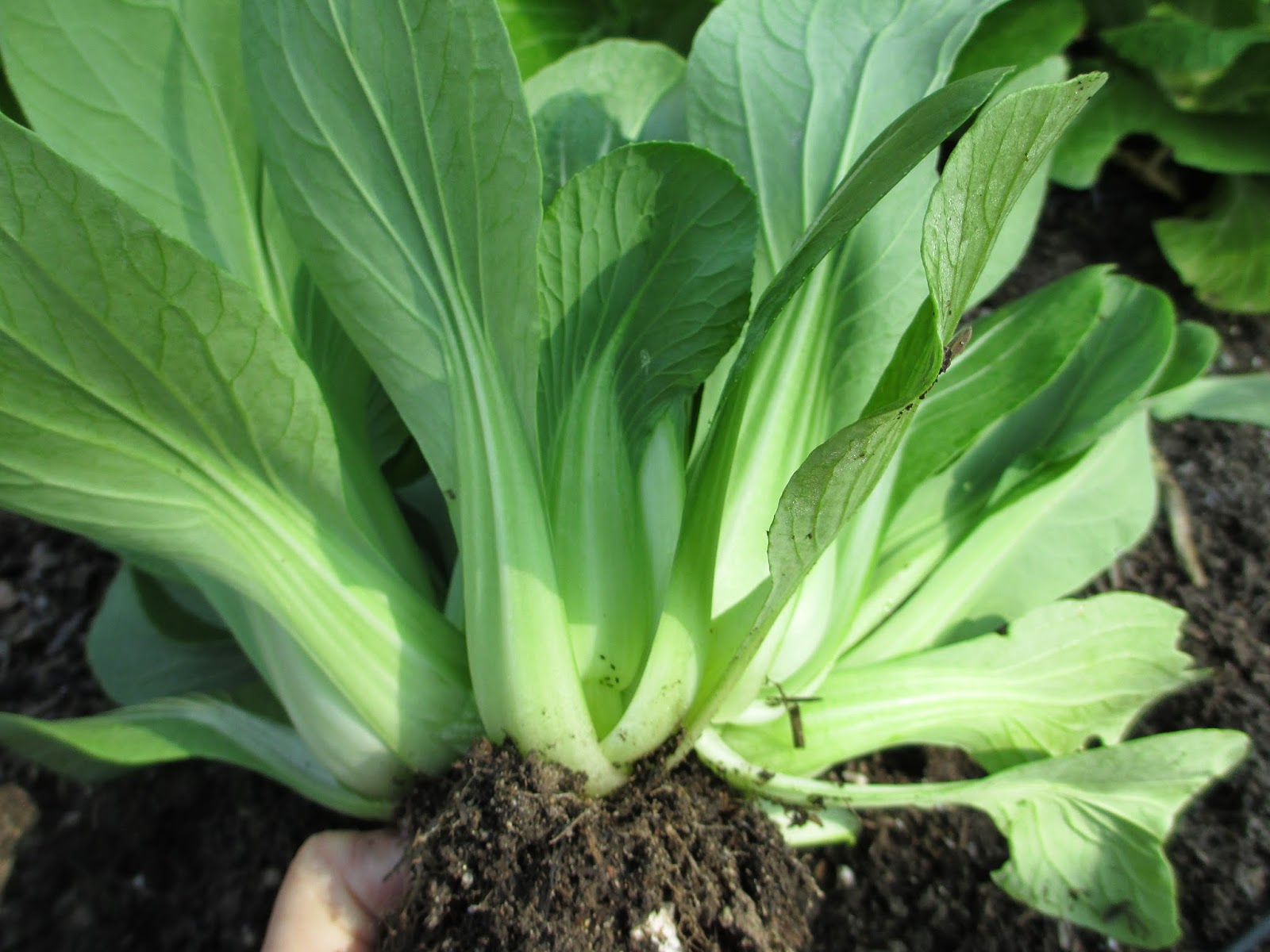 Andie's Way: Harvesting Bok Choi to Get a Second Yield