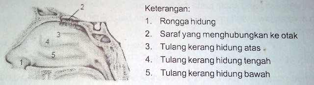 Bagian, Cara Kerja Dan Cara Merawat Hidung | C.Materi