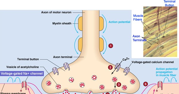 CMC Education: Neuromuscular junction
