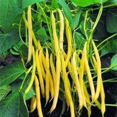 Seminte si plante de gradina hobby: Fasole pitica fideluta