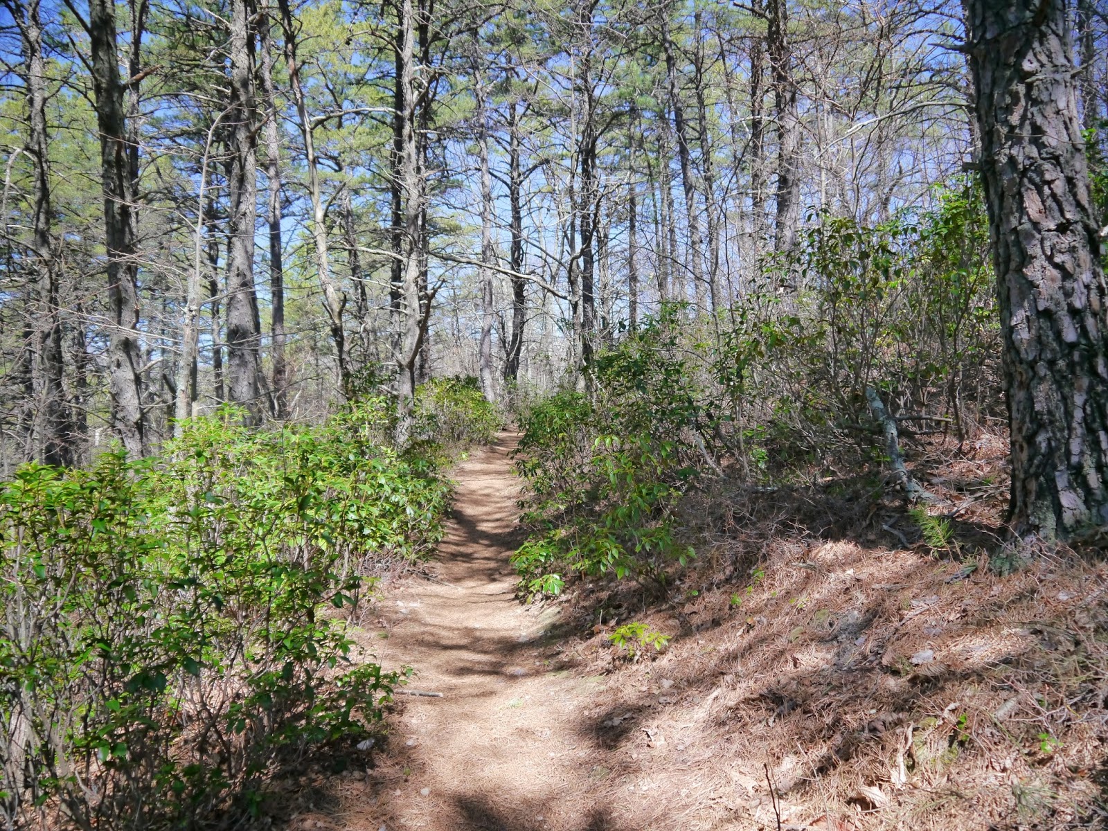 American Travel Journal: Wildcat Ridge Trailhead to Riprap Trailhead ...