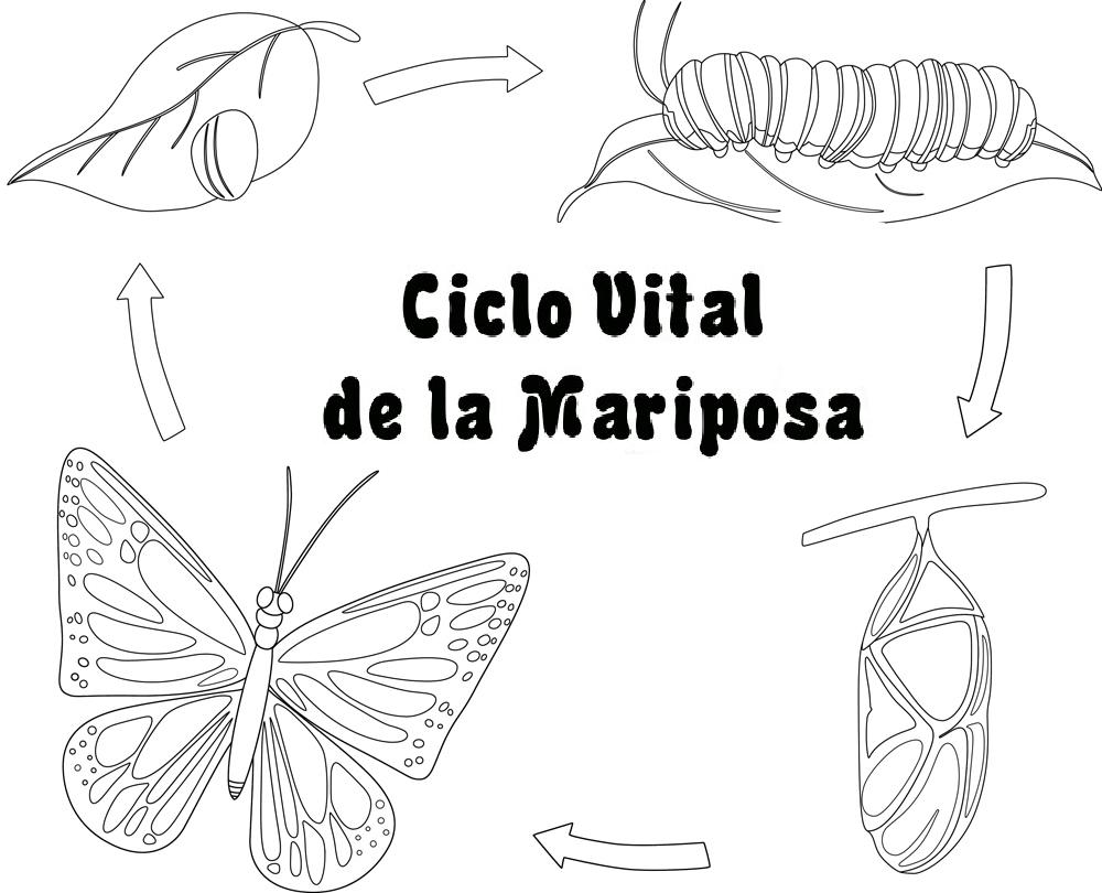 RECURSOS y ACTIVIDADES para Educación Infantil: Ciclo de la Vida de una ...