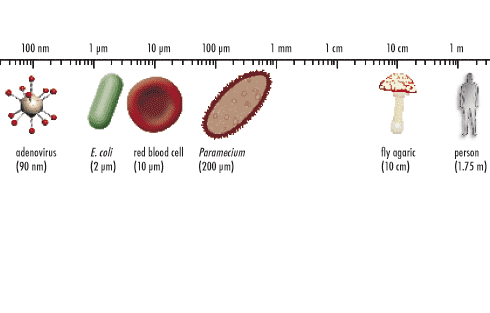 Microbe Reproduction: Does Size Really Matter?