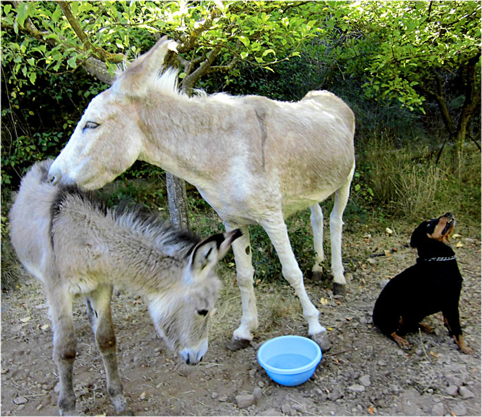 FOTO NATURA HUESCA 2: ASNO burro asno equus africanus asinus, Carl von ...