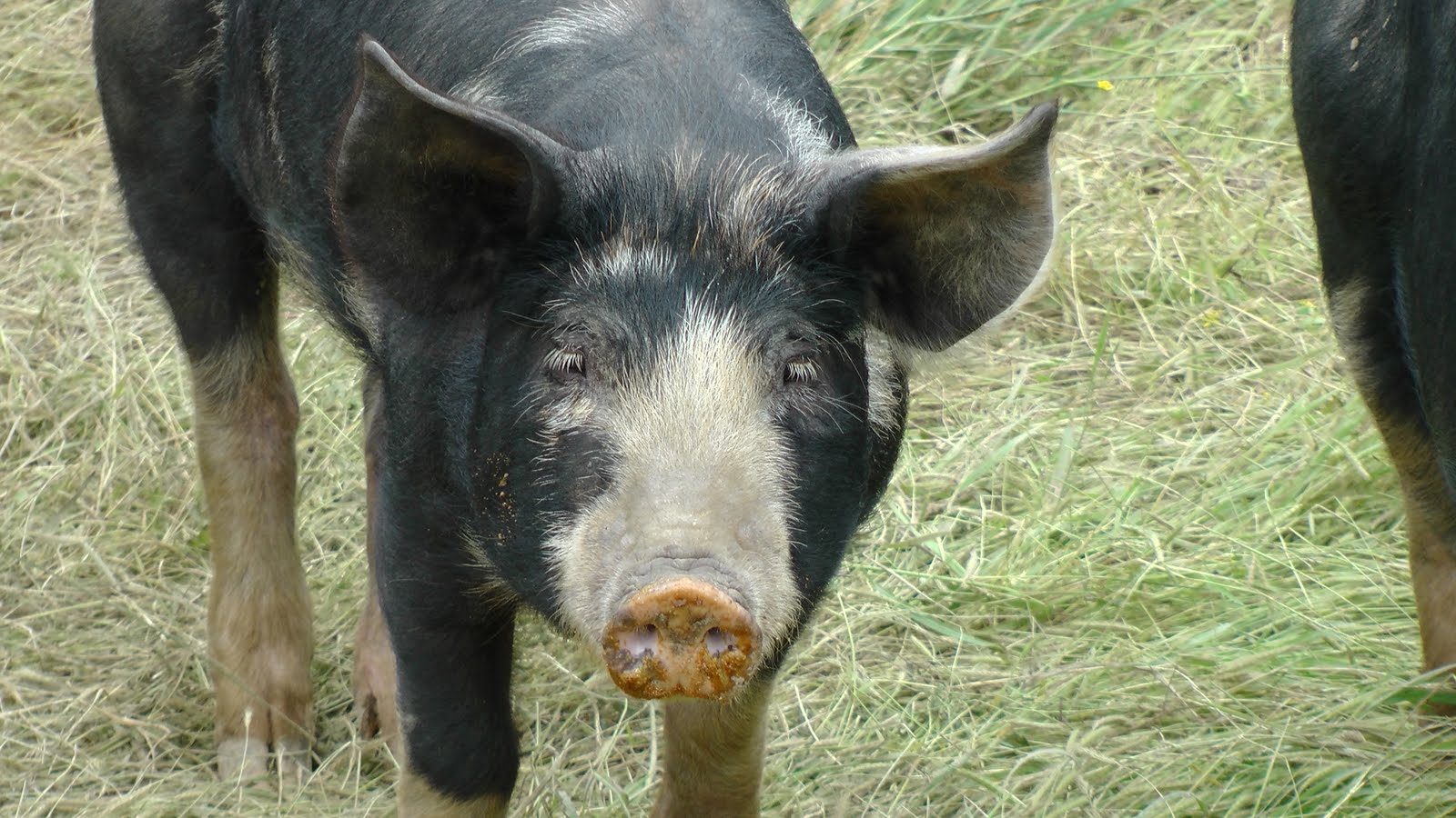 Hard Corps Foodie: My visit to Newman Farms.