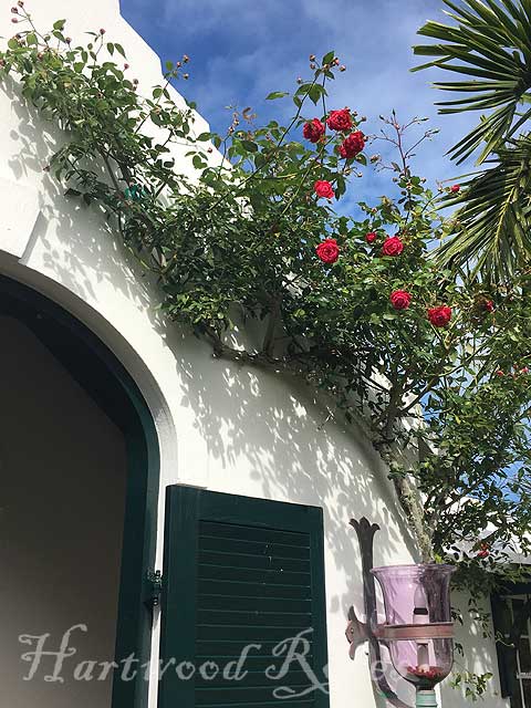 Hartwood Roses: Beautiful Bermuda