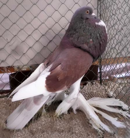 Dutch Cropper ( Hollandse Kropper ) - Pigeons fall