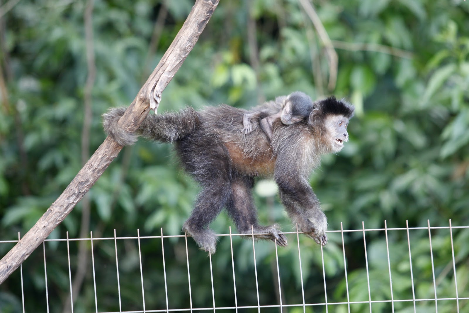 Em Fotojornalismo: Família de Macacos