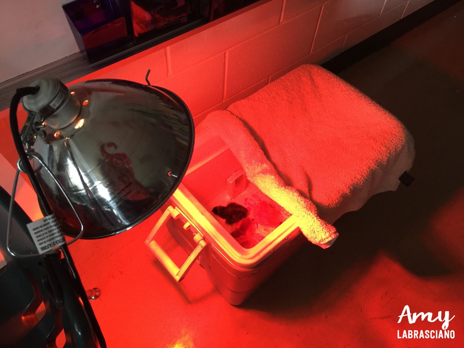 Learning Lessons With Amy Labrasciano: Hatching Chickens in a Classroom