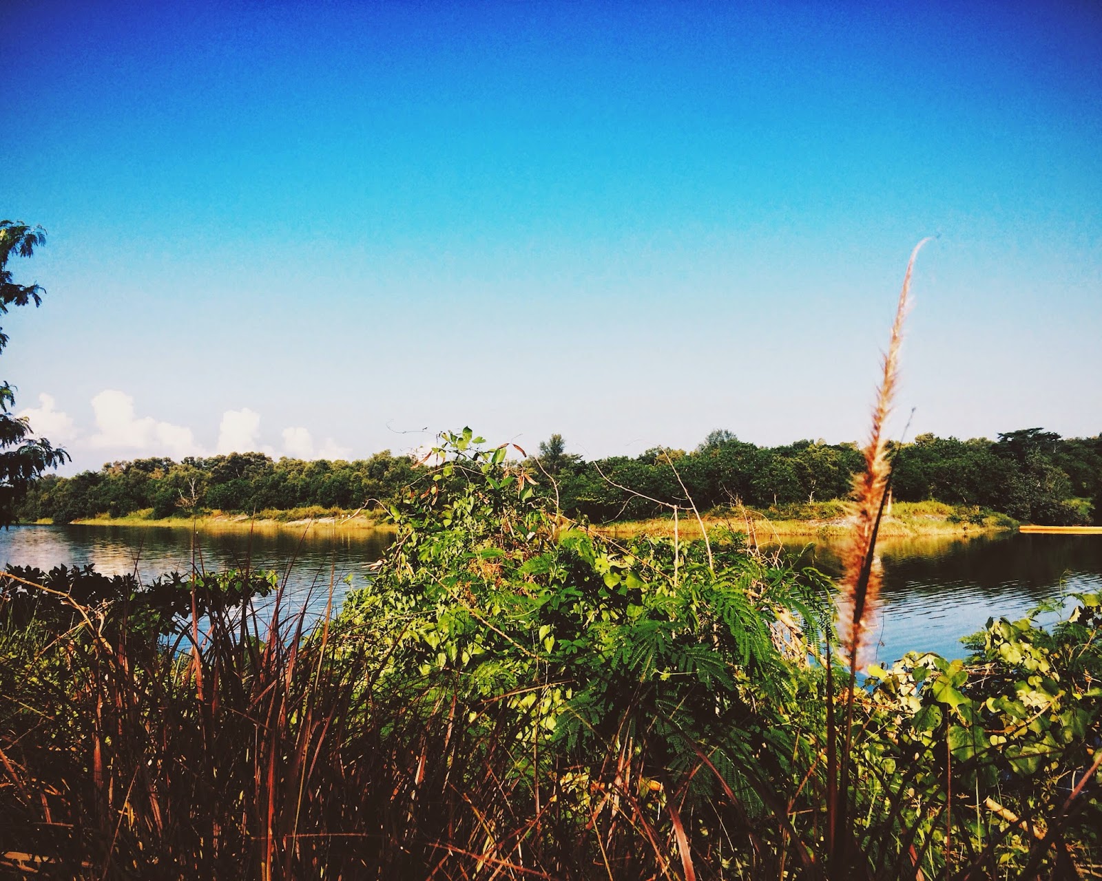 : #39 Lalang Field