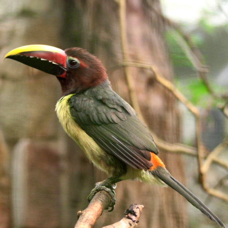 ARACARI BIRD photos - wallpapers | the fun bank