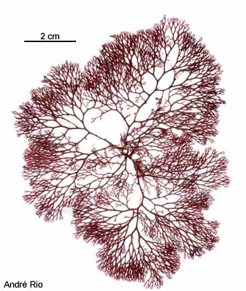Under The Sea: Algae