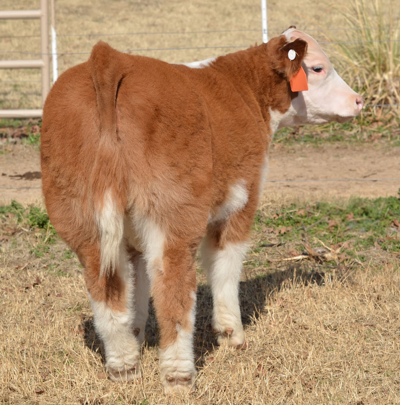 Lautner Farms: Red Rock - Handsdown the stoutest Hereford marked bull ...