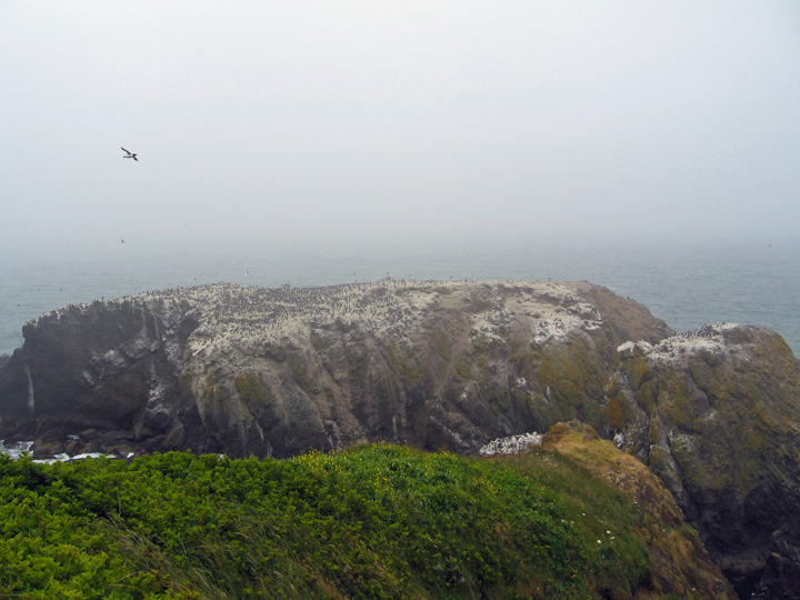 Going RV Way: Foggy, Overcast Oregon Day
