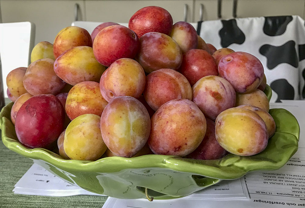 ninisworld: Plommon, plommon, plommon