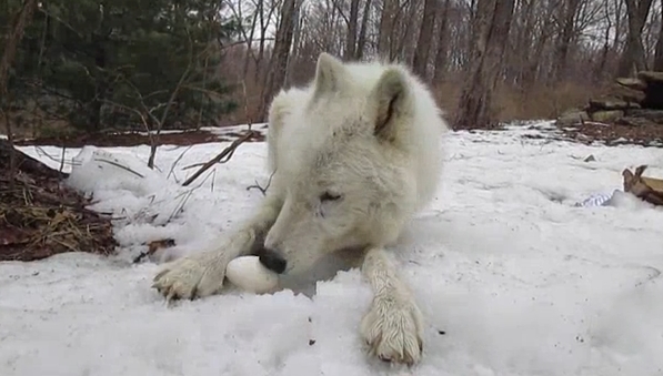 White Wolf : Arctic Wolf Demonstrates the Delicate Art of Egg Eating ...