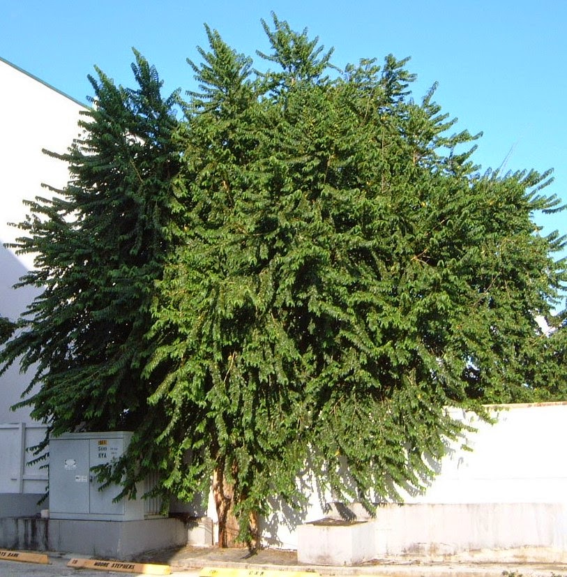 CaymANNature: Fustic Trees – Critically Endangered