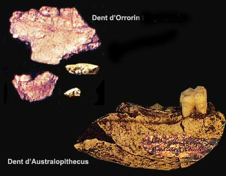 MILENIUM ANCESTOR (ORRORIN TUGENENSIS): ¿OTRO PRIMER HUMANO?