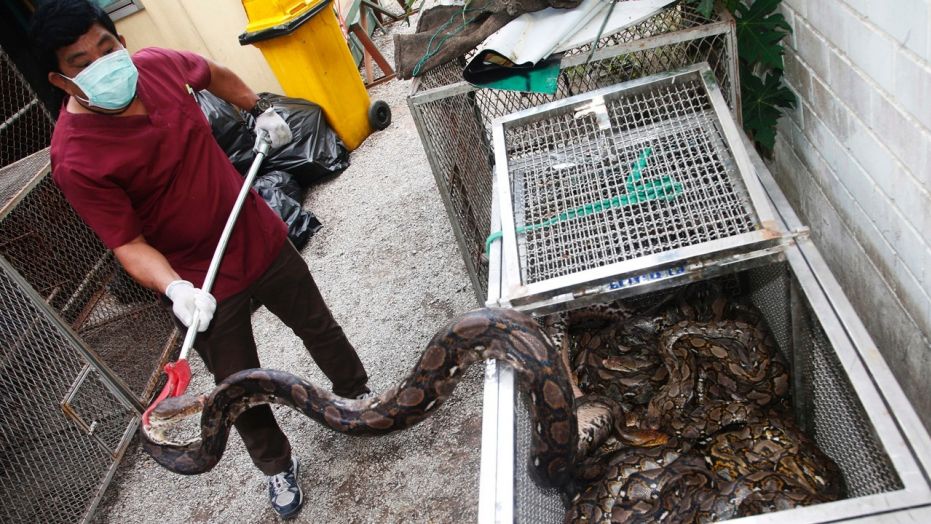 Thai E-News : As snakes invade Thailand’s capital, it’s firefighters ...