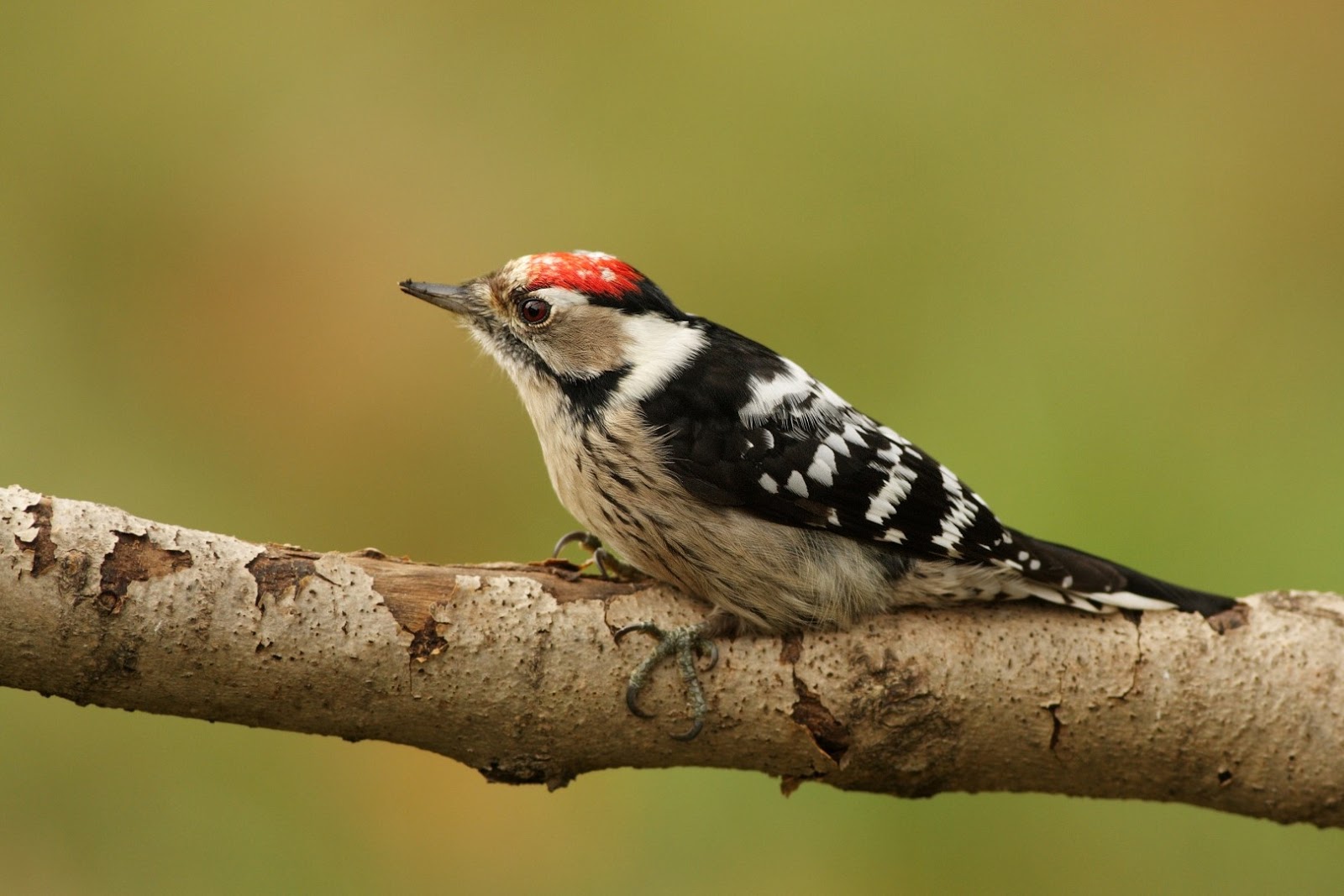 elioarte: Il picchio nel mio giardino